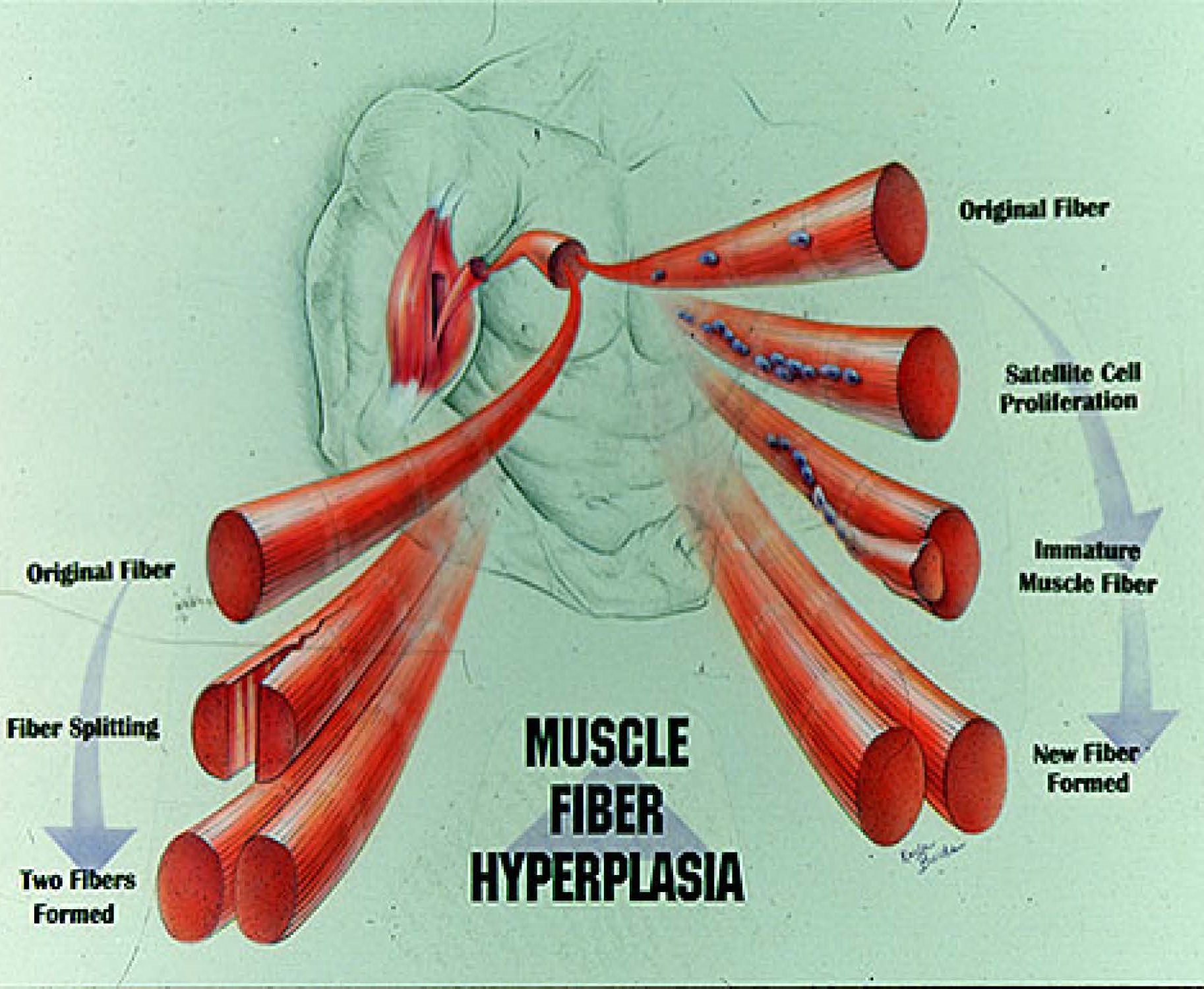 Is muscle fiber splitting or hyperplasia real?